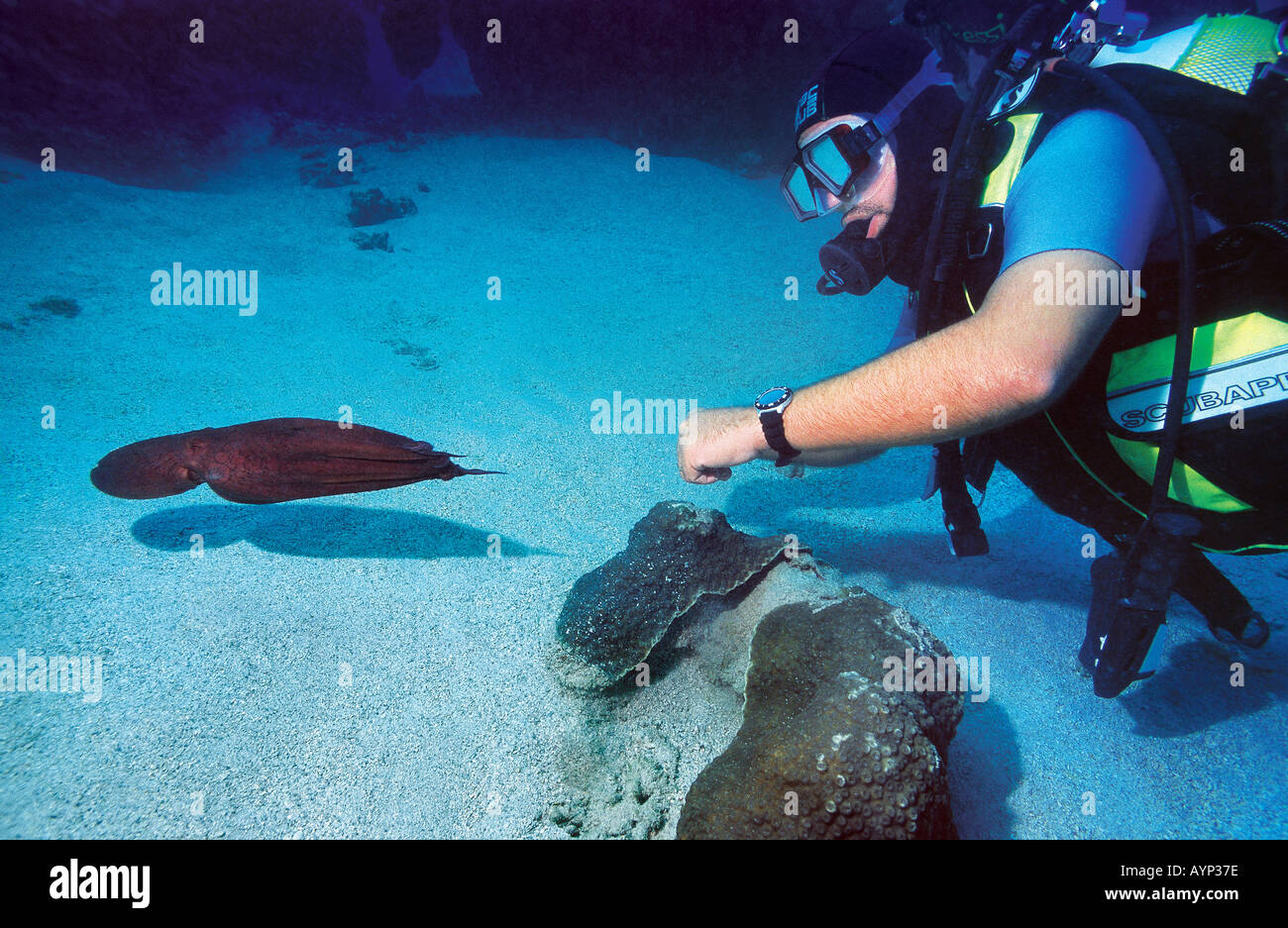 Octopus escape hi-res stock photography and images - Alamy