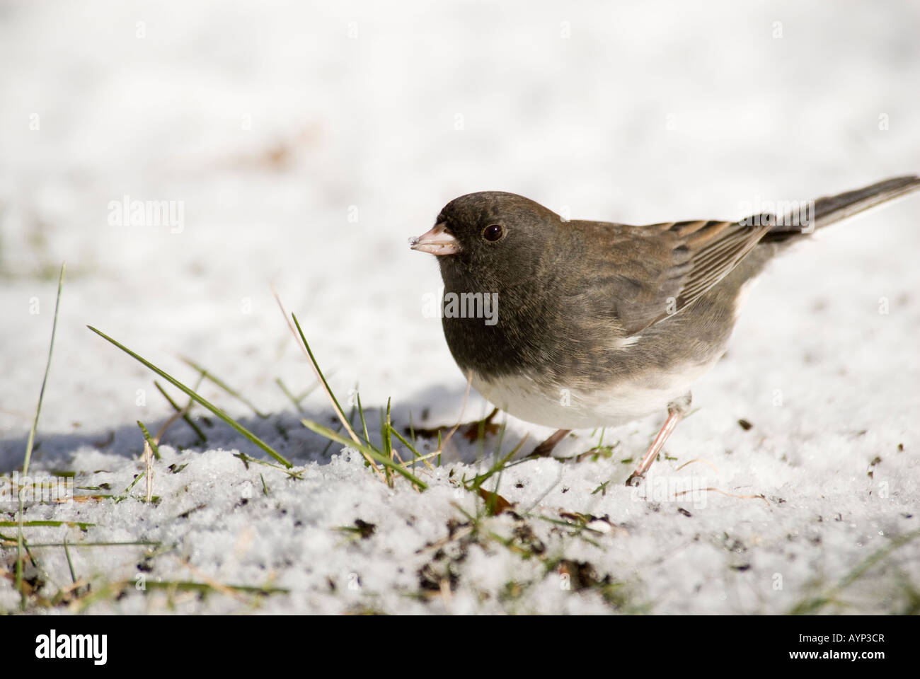 Dark eyed Junco Stock Photo - Alamy
