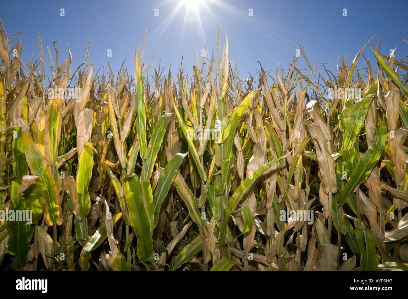 Corn drying under the summer sun Stock Photo - Alamy