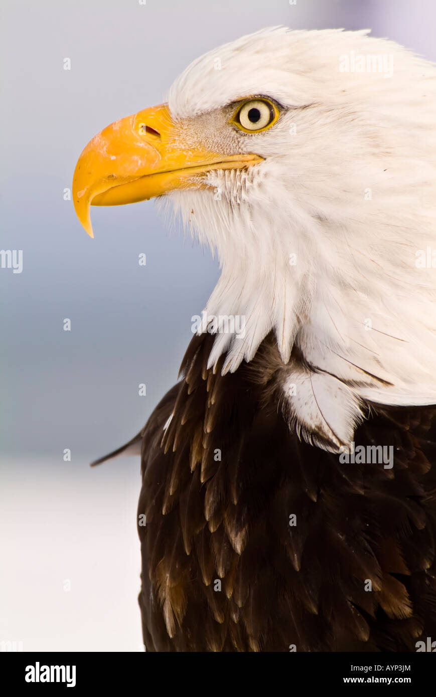 Bald eagle, Haliaeetus leucocephalus, Homer Spit, Homer, Alaska, USA ...