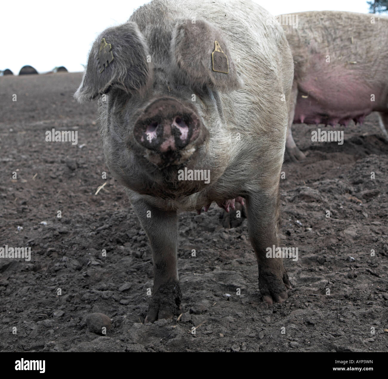 Free range pig farming Iken, Suffolk, England. Front view of sow Stock ...