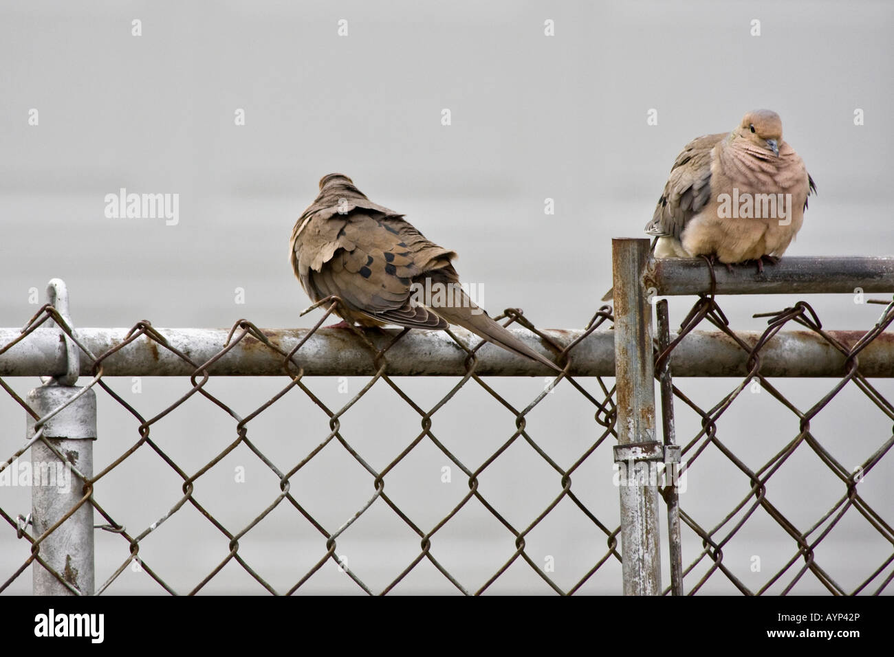 Two Mourning doves sitting on the fence horizontal in USA US hi-res ...