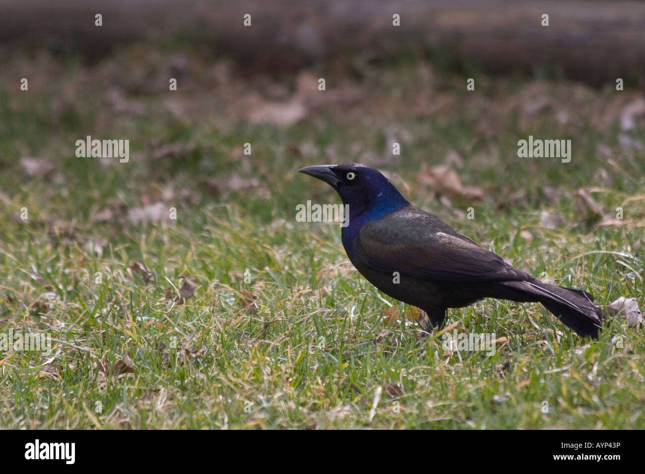 Black Common grackle a bird standing on a ground of the tree in the ...