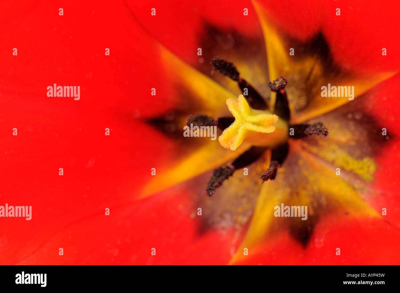 Red Tulip - Stigma Stock Photo - Alamy Red Tulip - Stigma Stock Photo - Alamy