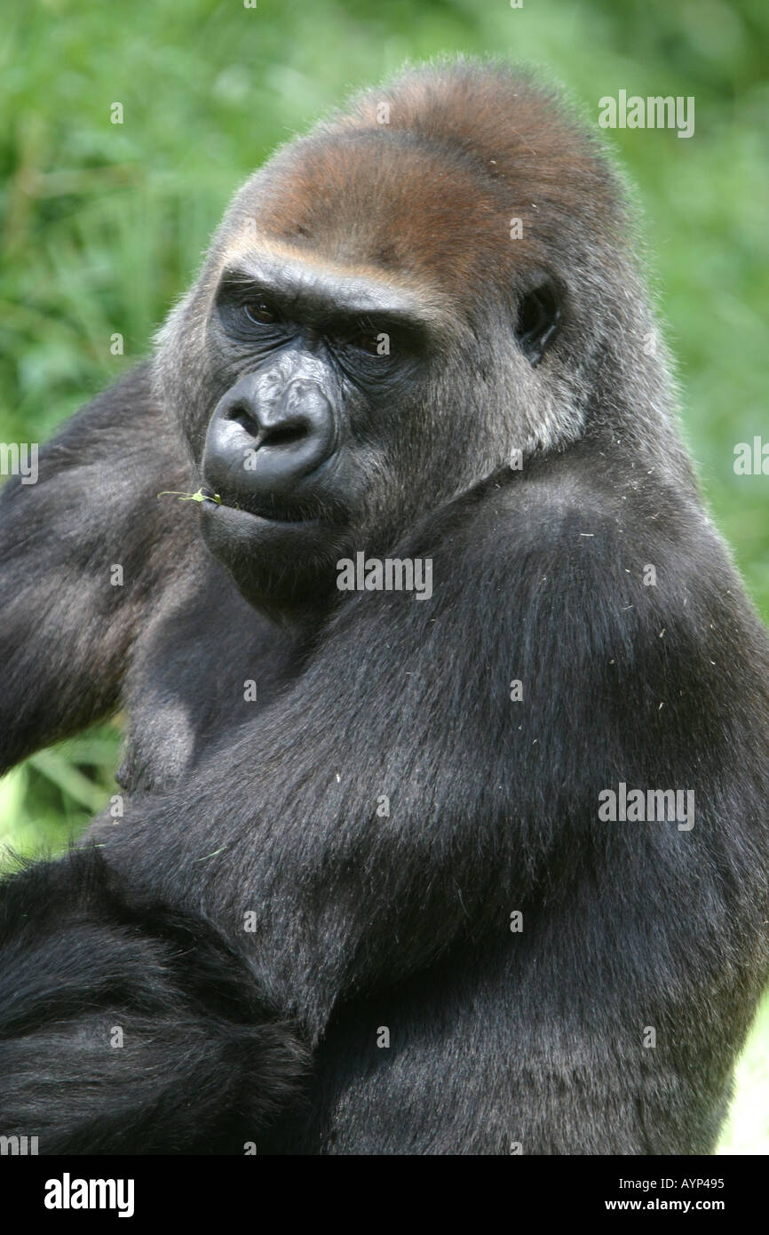 Shy vegetarians the world s largest primates face an uncertain future ...