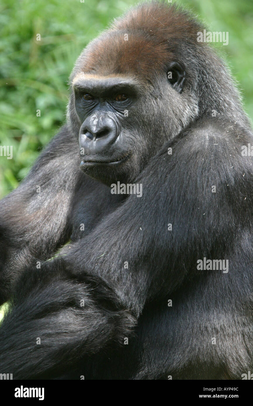 Shy vegetarians the world s largest primates face an uncertain future ...