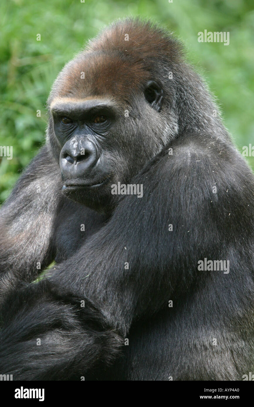 Shy vegetarians the world s largest primates face an uncertain future ...