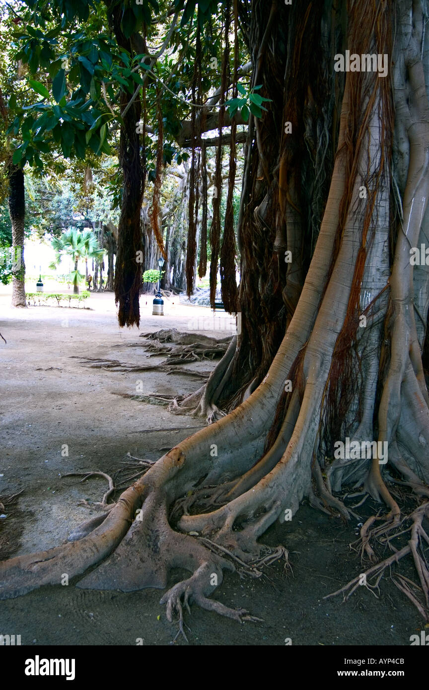 Big tree root italy hi-res stock photography and images - Alamy