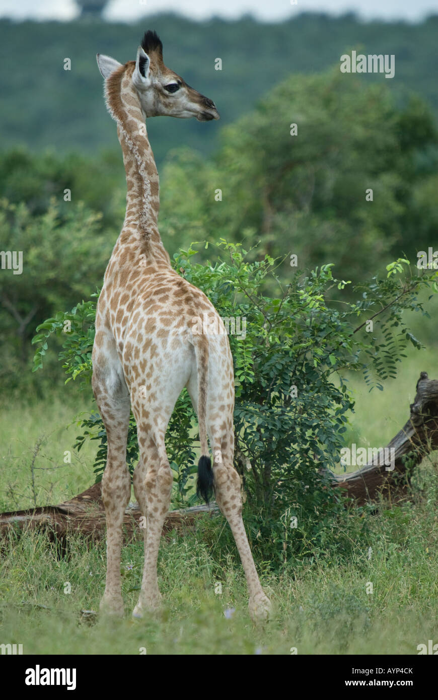 A young southern giraffe standing in the African bush Stock Photo - Alamy