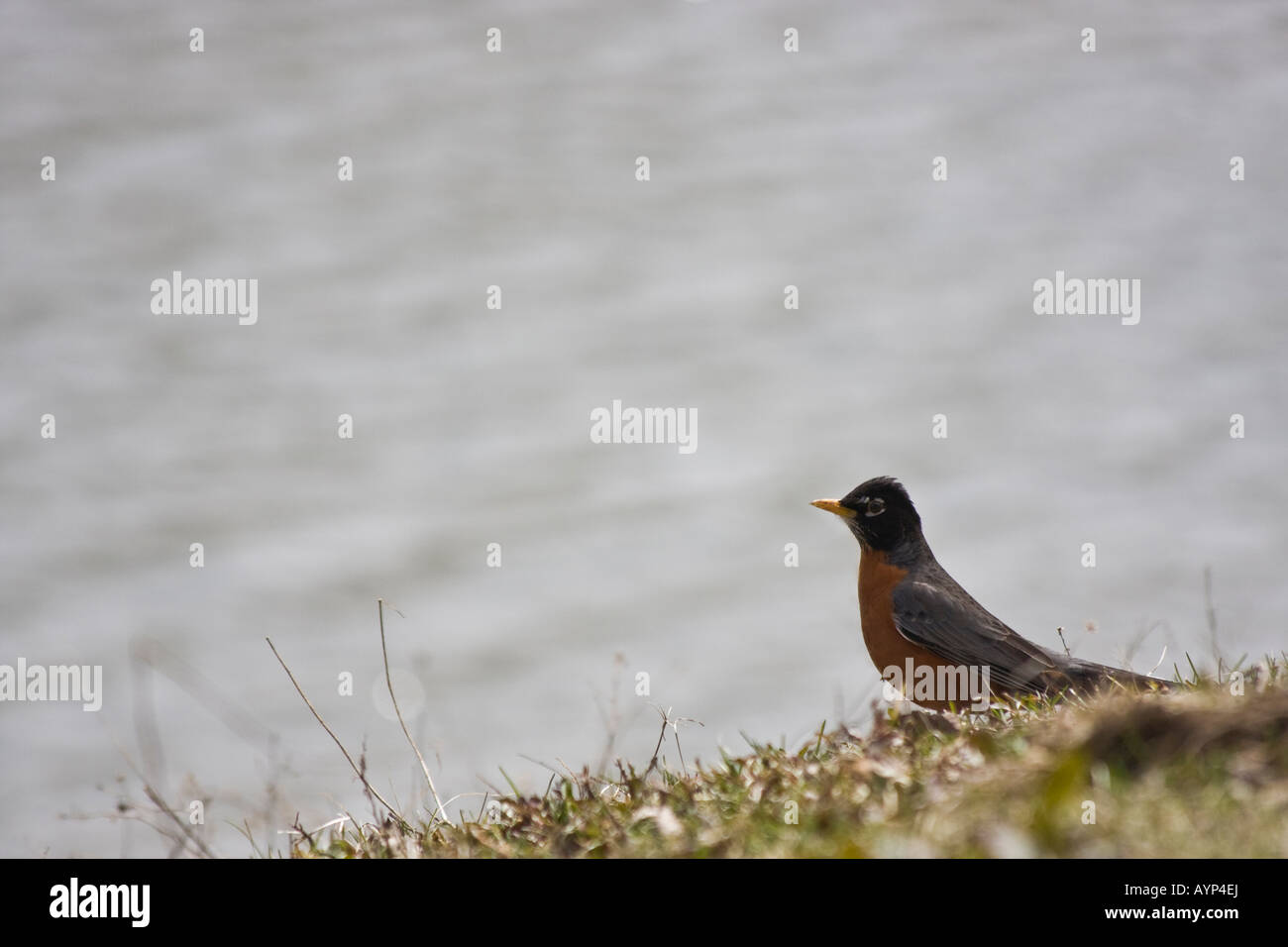 Male american robin hi-res stock photography and images - Alamy