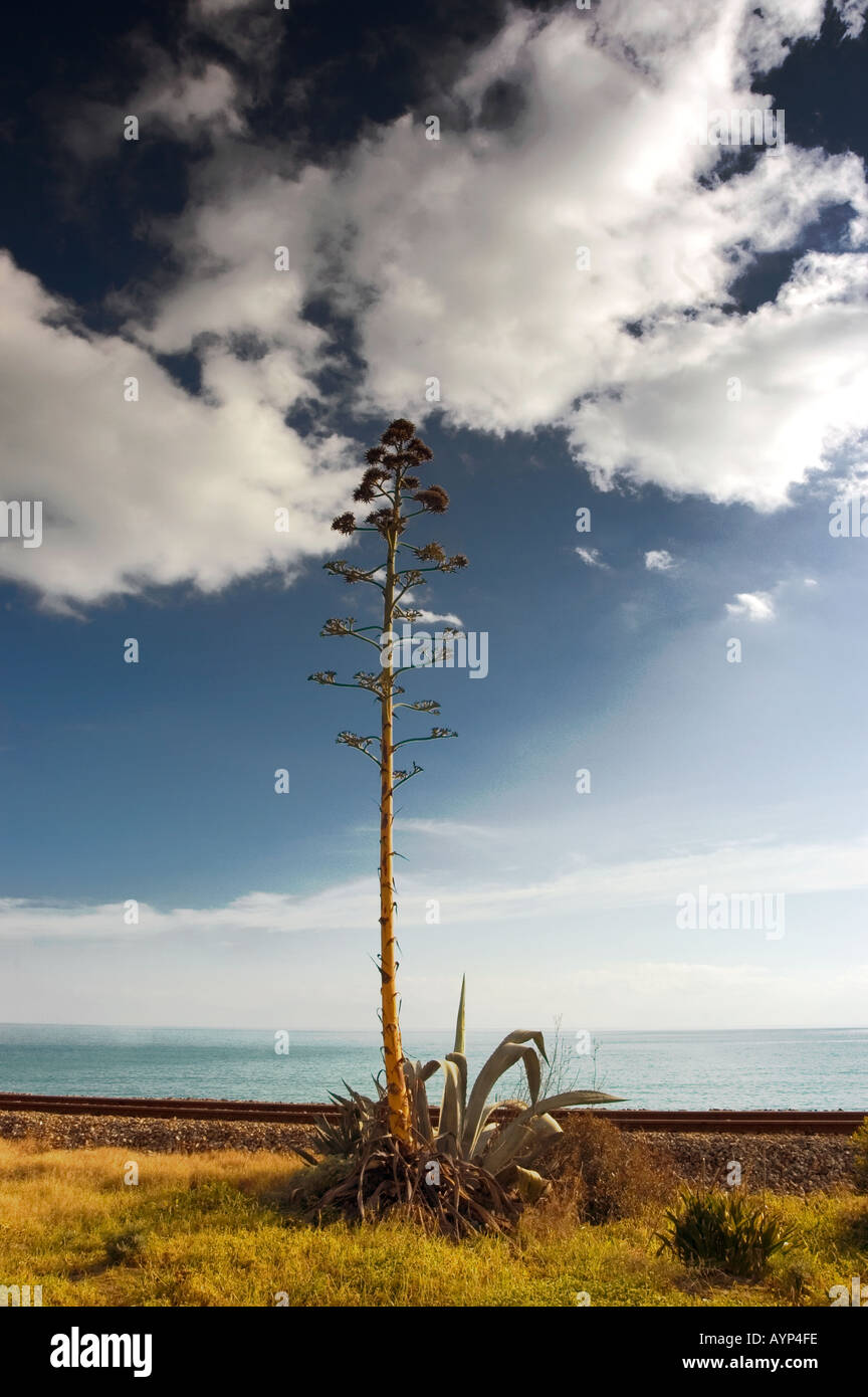 Italy calabria train hi-res stock photography and images - Alamy