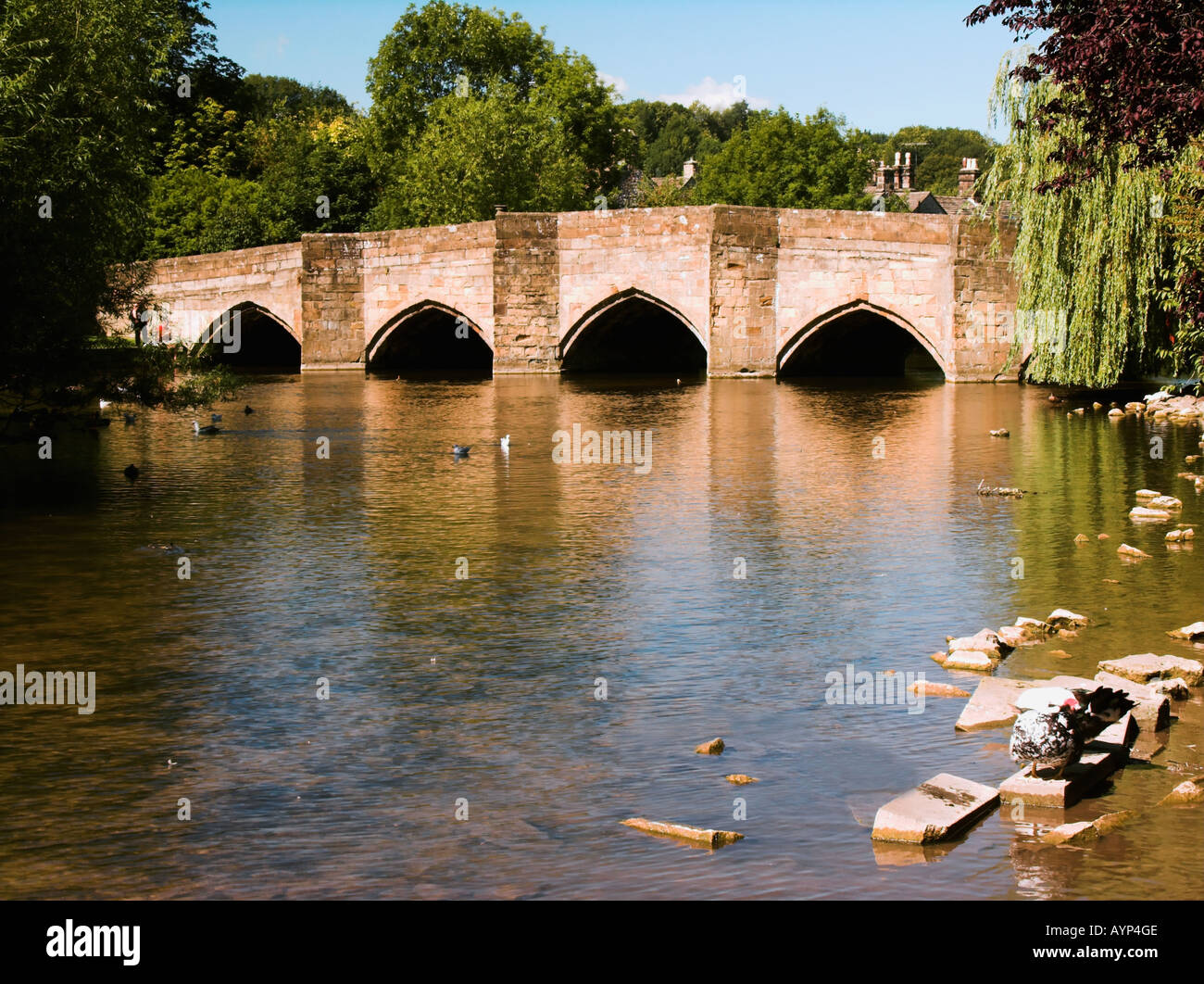 Birds of derbyshire hi-res stock photography and images - Alamy