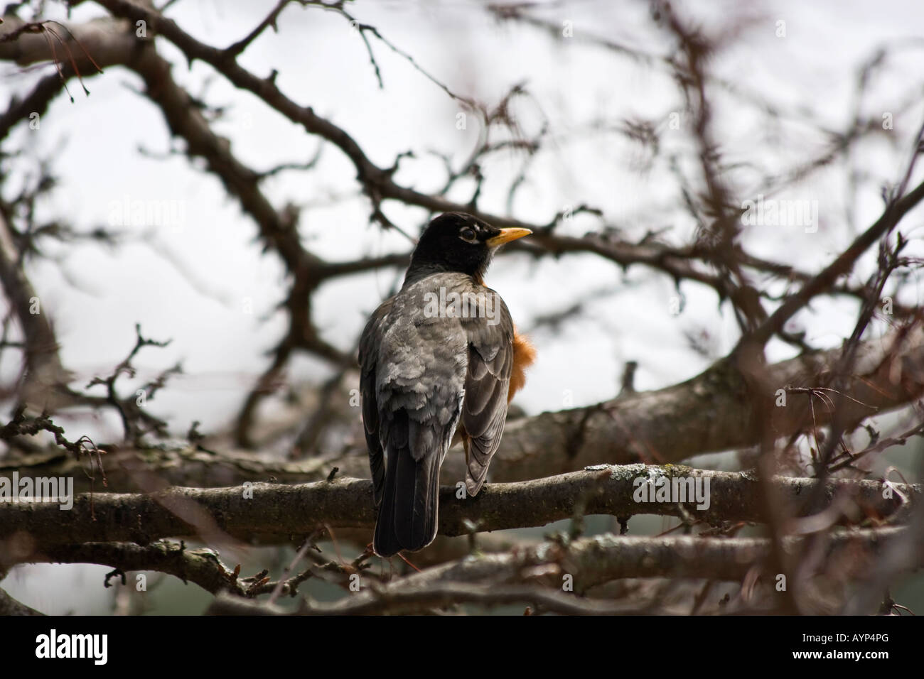 American Robin Turdus migratorius a bird sitting on a branch of the ...
