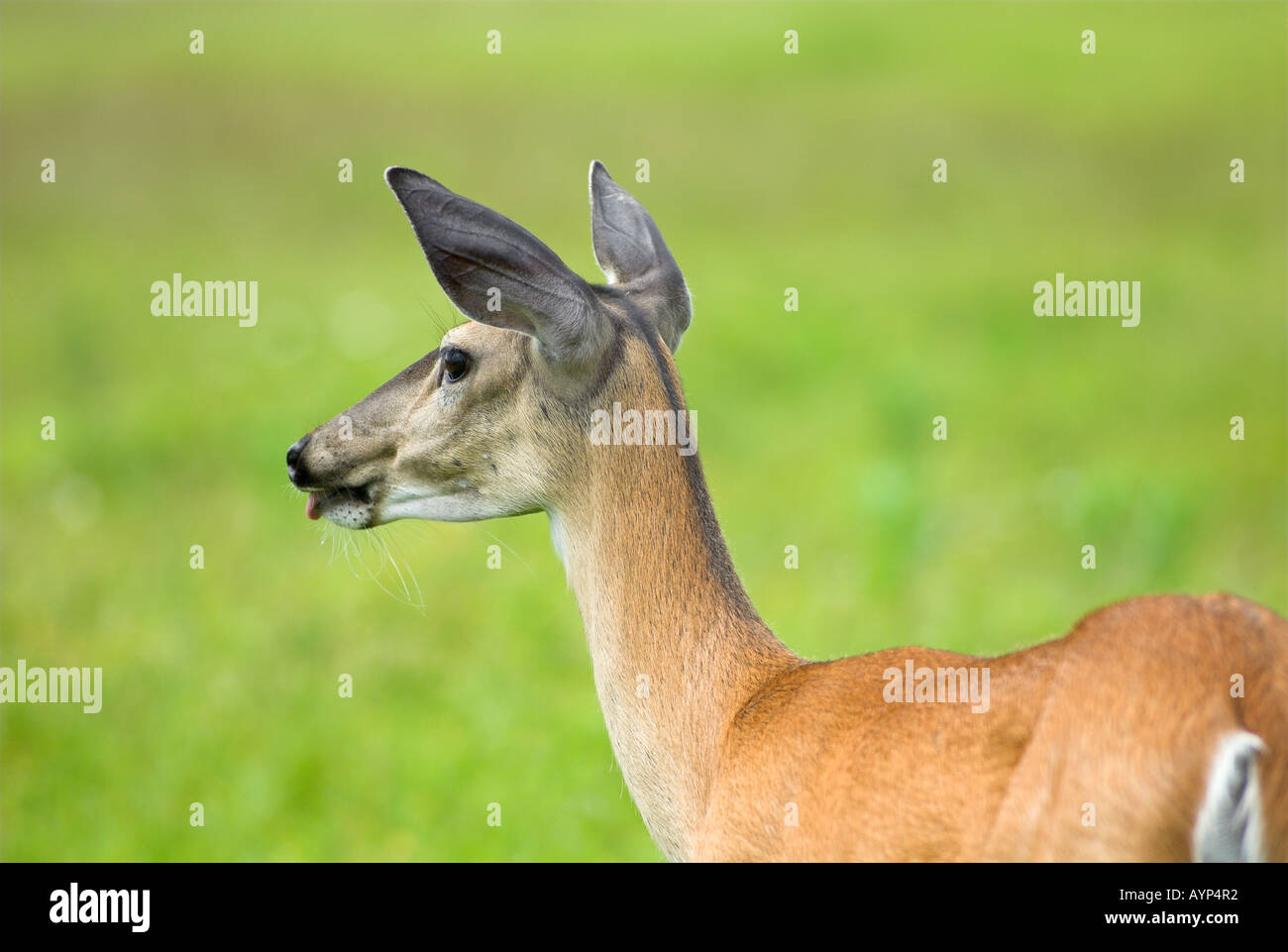Virginia White-Tailed Deer in Shenandoah National Park, Virginia, USA ...