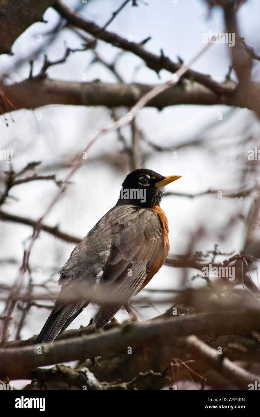 American robin on tree hi-res stock photography and images - Alamy