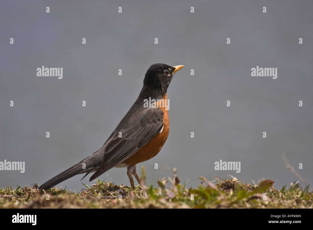 American Robin Turdus migratorius a bird standing on a ground in the ...