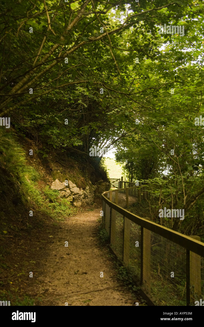 empty Forest path Stock Photo - Alamy