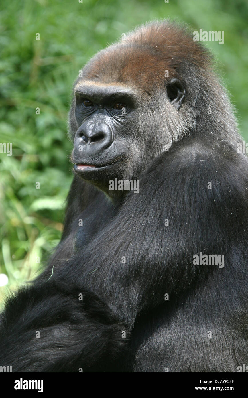 Shy vegetarians the world s largest primates face an uncertain future ...
