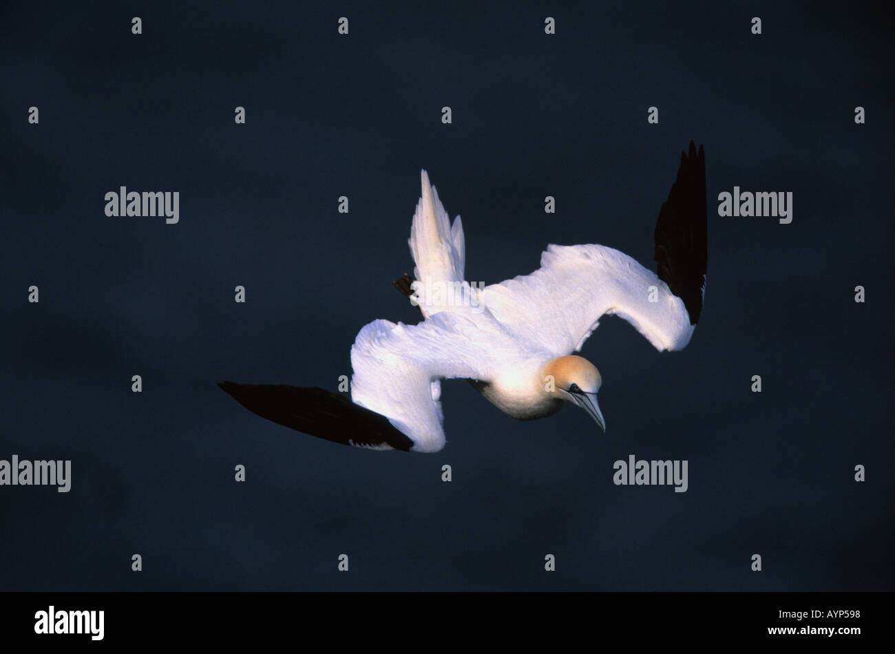 Northern Gannet Morus bassanus,adult bird in flight along cliff edge ...