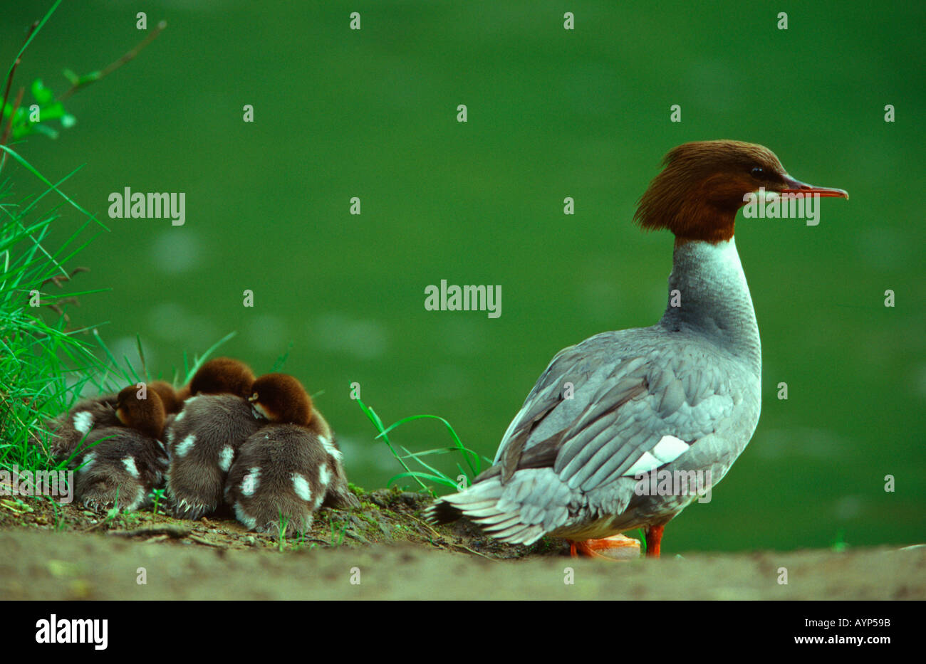 Sawbill brood hi-res stock photography and images - Alamy