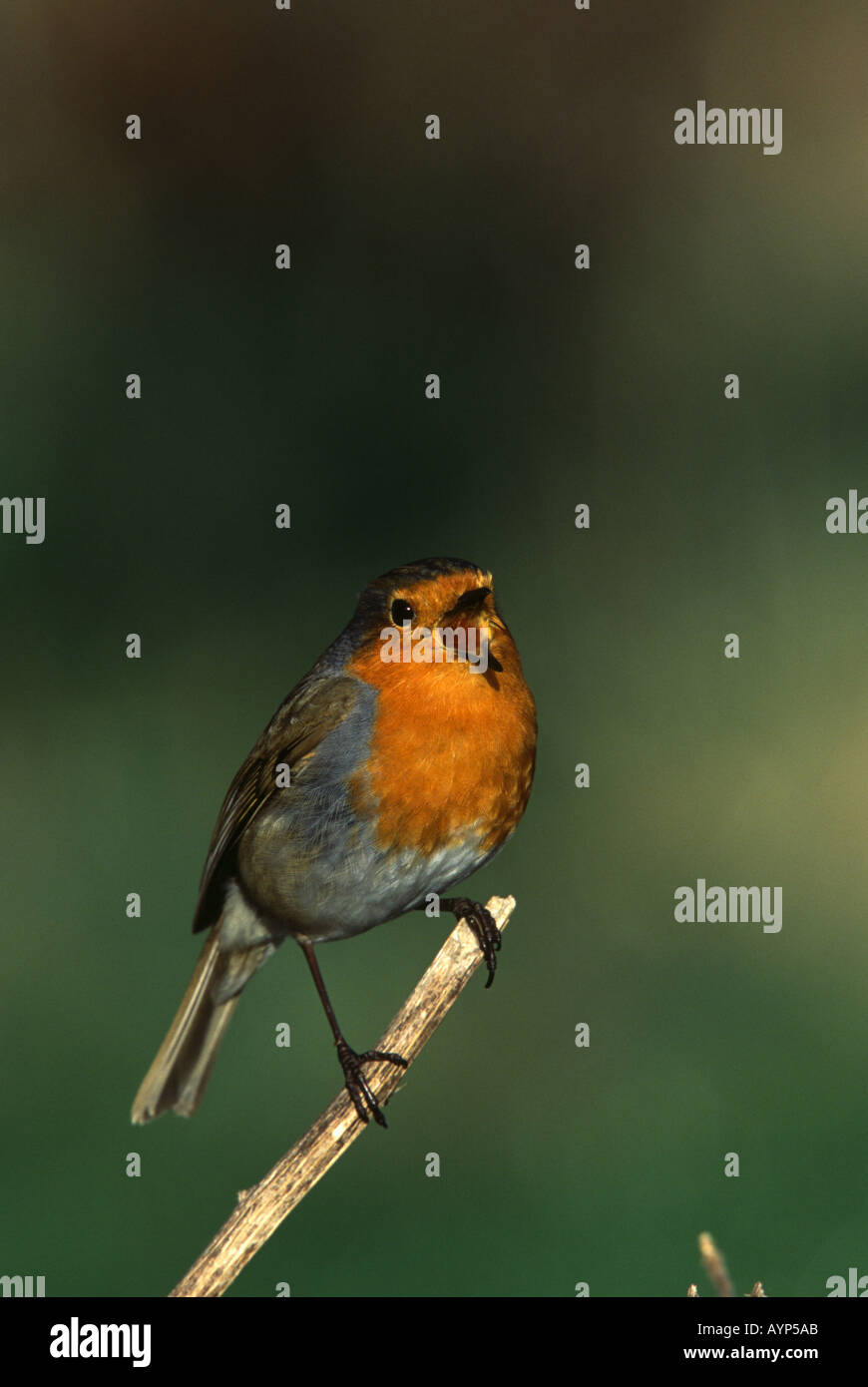 Robin Erithacus rubecula,adult bird singing from perch defending ...