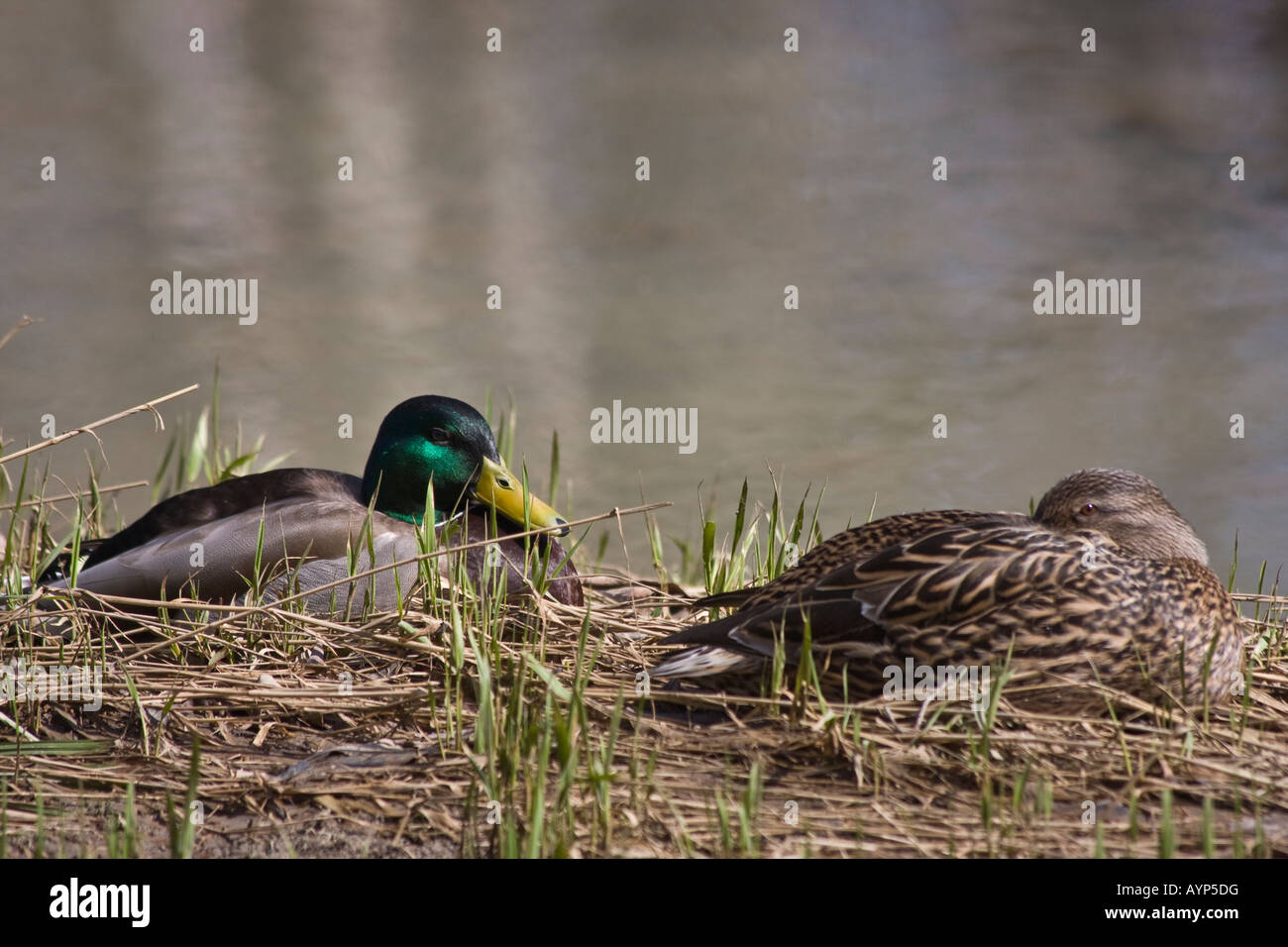 A female and a male Mallard ducks Spring public park overhead from ...