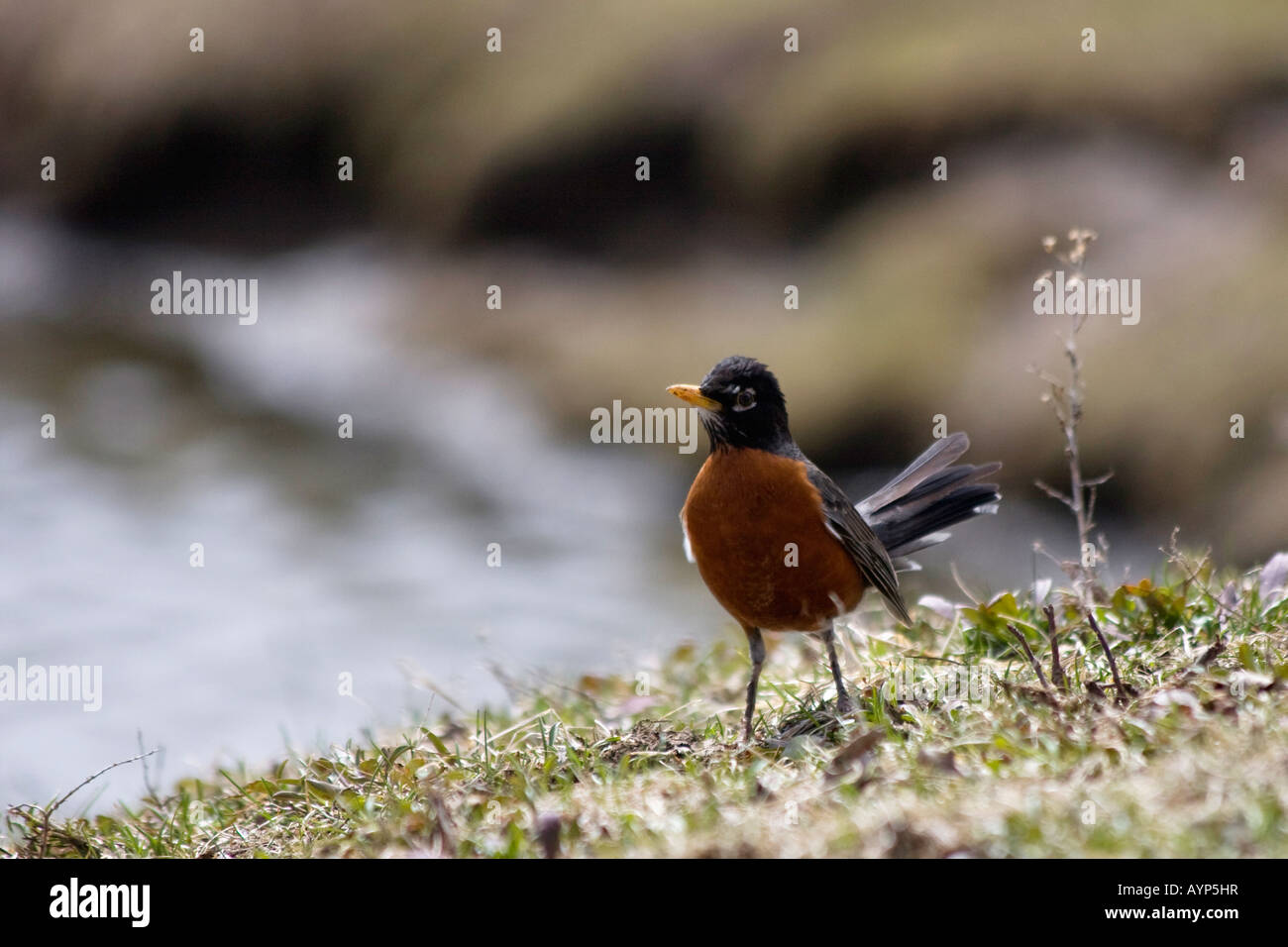 American Robin Turdus migratorius a bird standing on the shore of lake ...