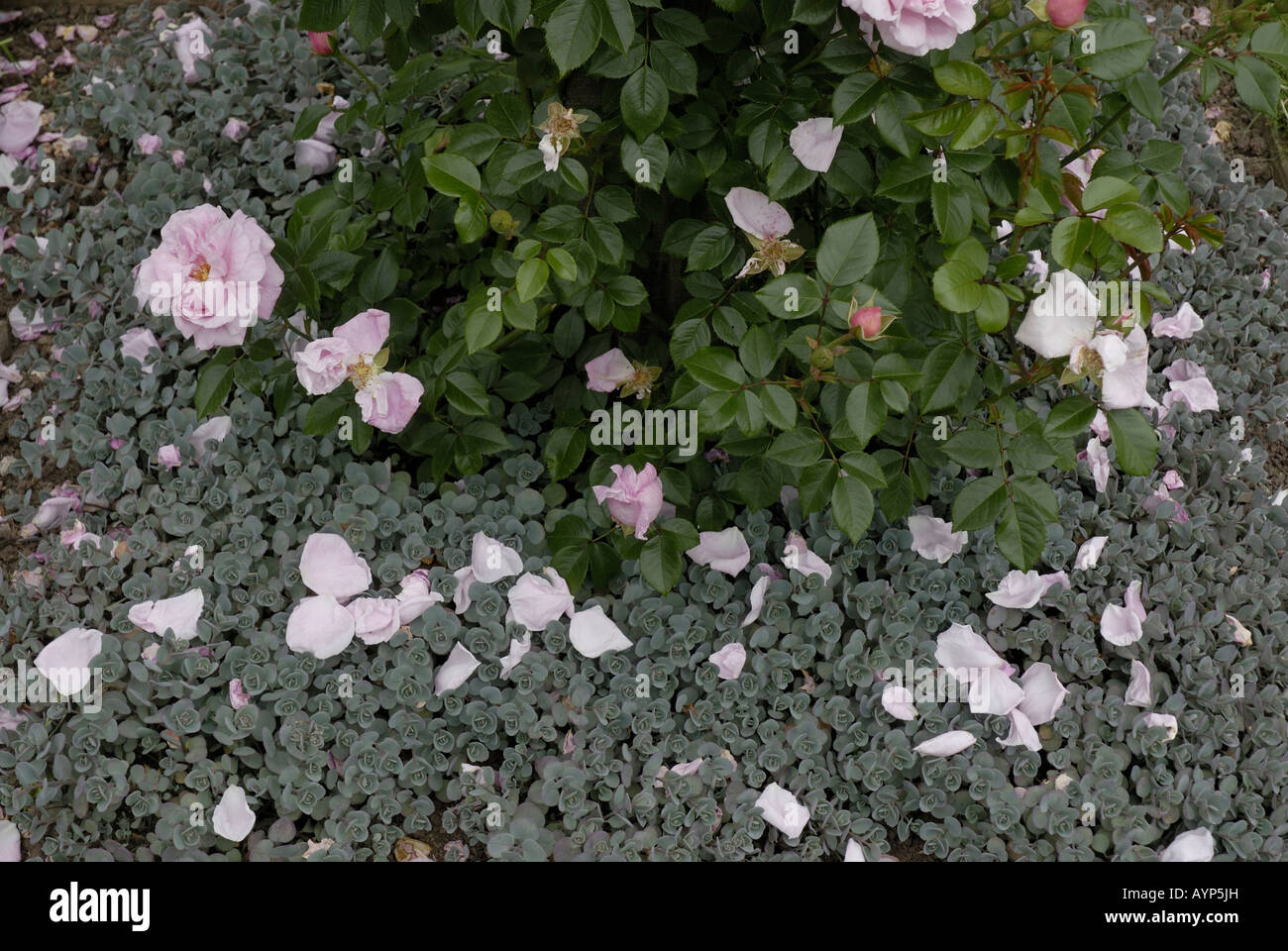 Pink Climbing Rose underplanted with sedums. Fallen pink rose petals ...