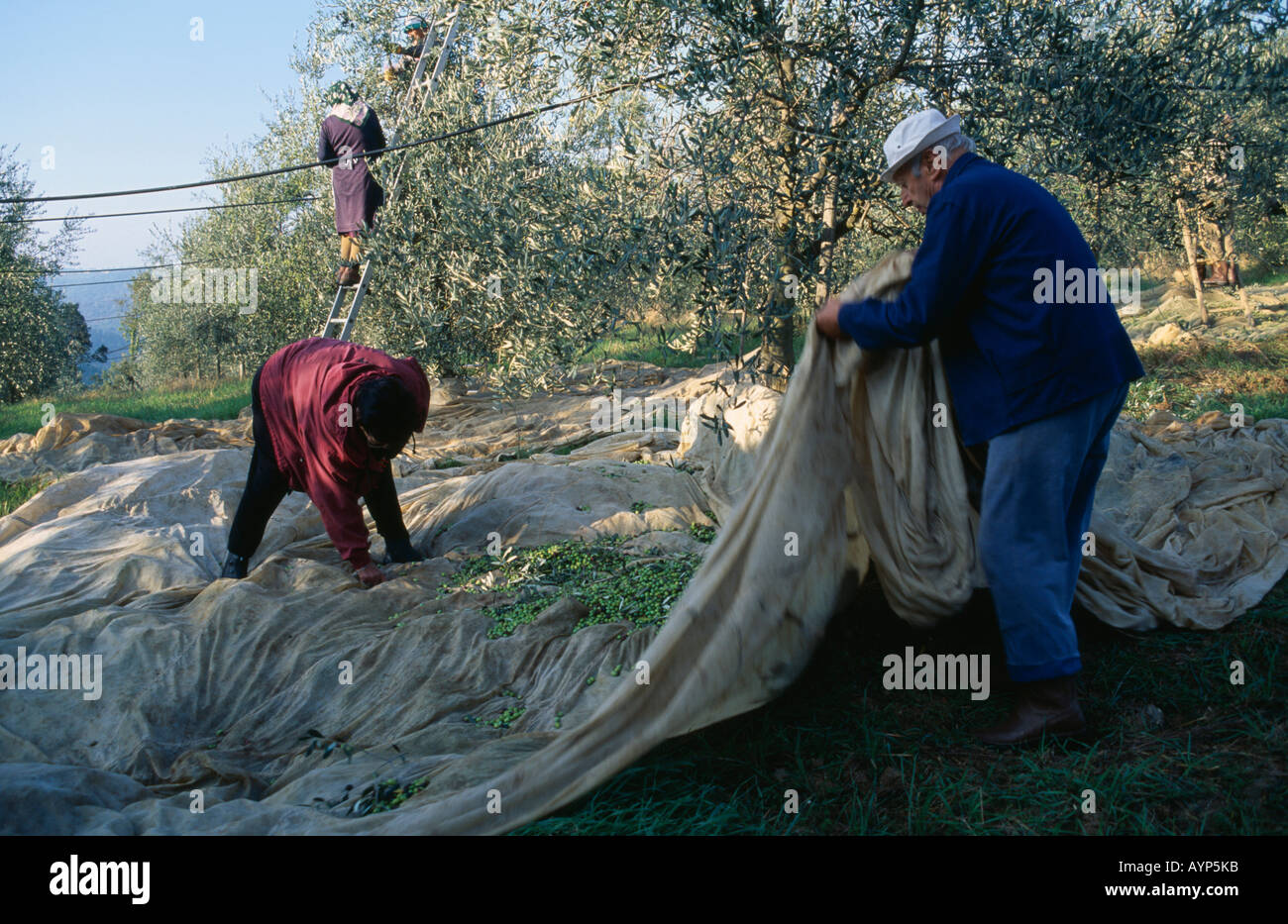 ITALY Tuscany Farming Agriculture Fruit Harvest Olive pickers ...