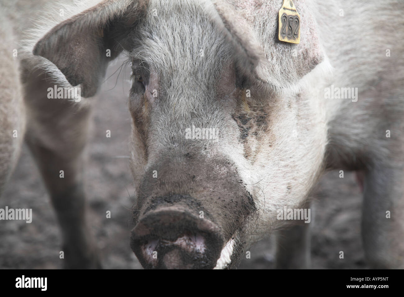 Free range pig farming Iken, Suffolk, England. Close up of sow's head ...