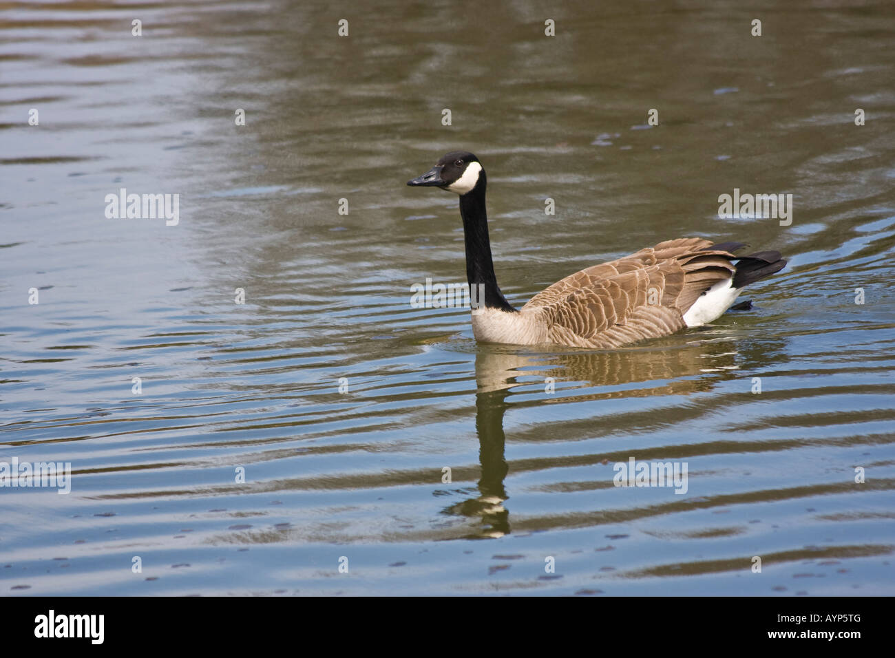 Canada hi res hi-res stock photography and images - Alamy