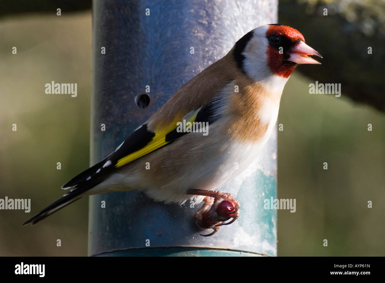 Goldfinches hi-res stock photography and images - Alamy
