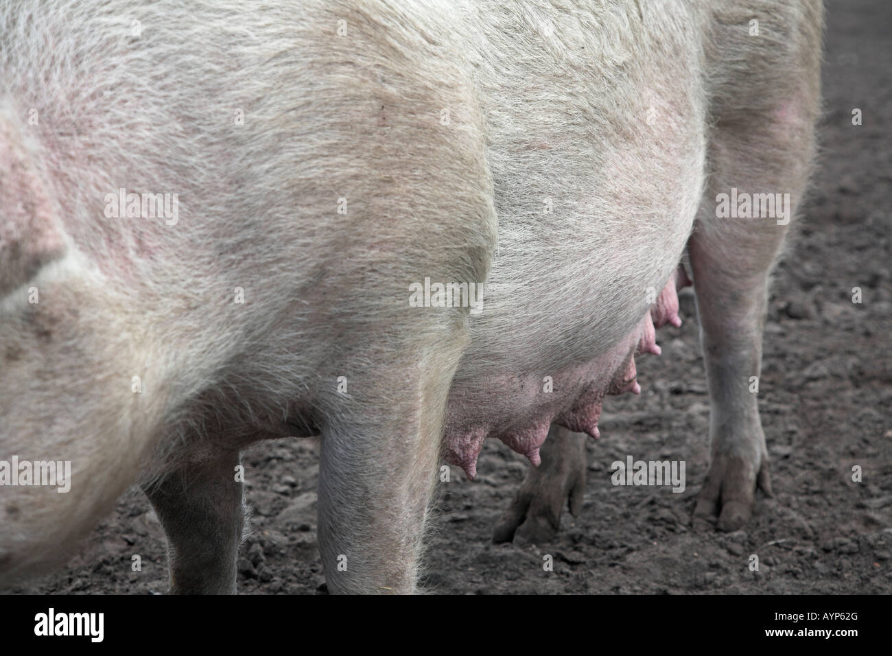 Sow teat hi-res stock photography and images - Alamy
