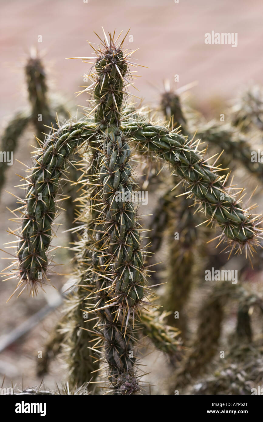 Chain link cactus plant spring park flowers Stock Photo - Alamy