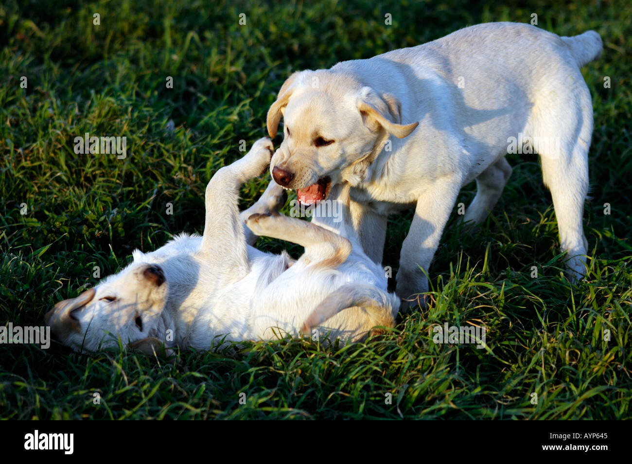 two dogs playing on a field Stock Photo - Alamy