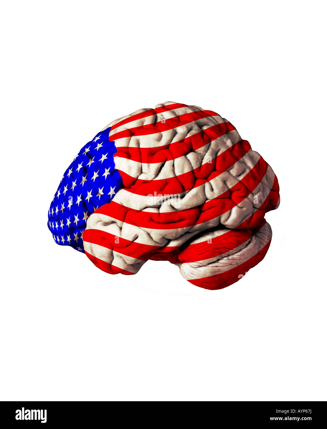 USA American Brain Mind Mentality Mindset Intelligence Thinking Stock ...