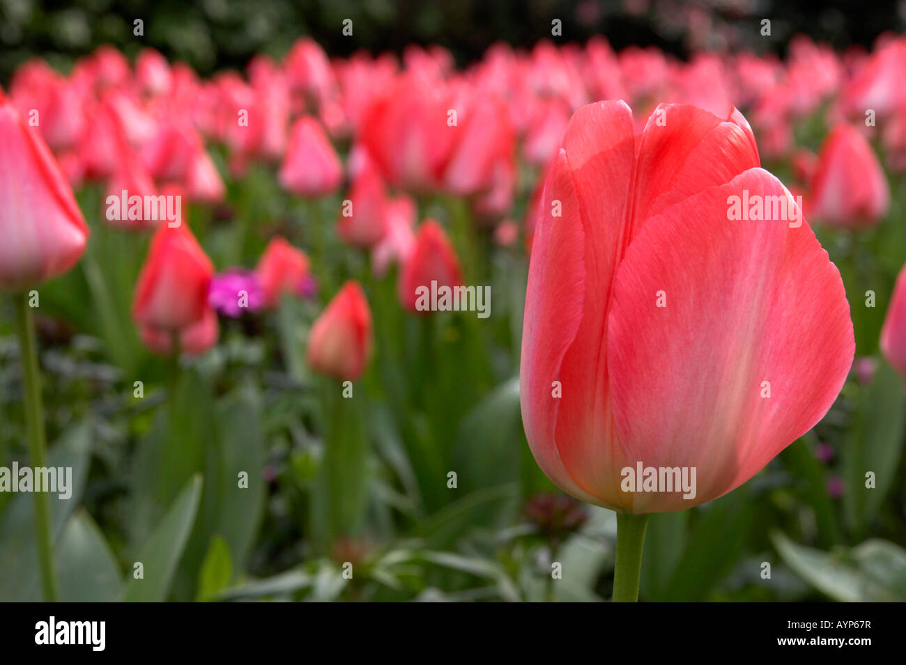 Gordon Cooper tulip growing in Embankment Gardens, London Stock Photo ...
