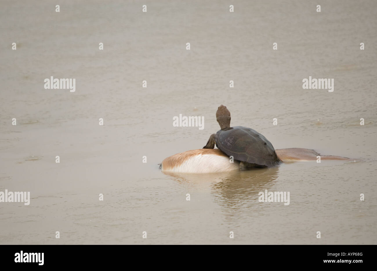 A terrapin sunning itself on a floating impala carcass in a waterhole ...