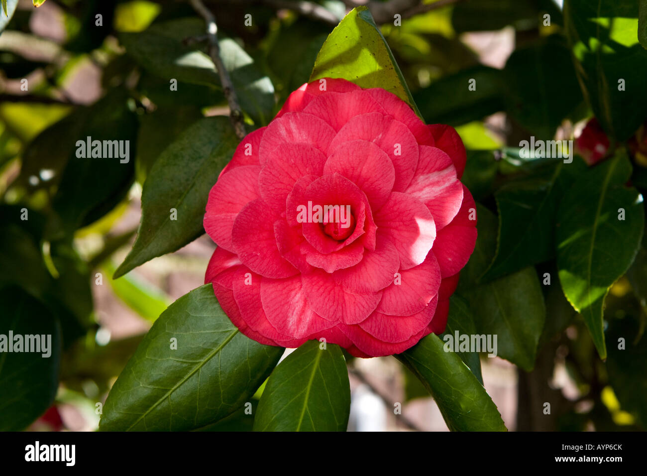 Round flower hi-res stock photography and images - Alamy