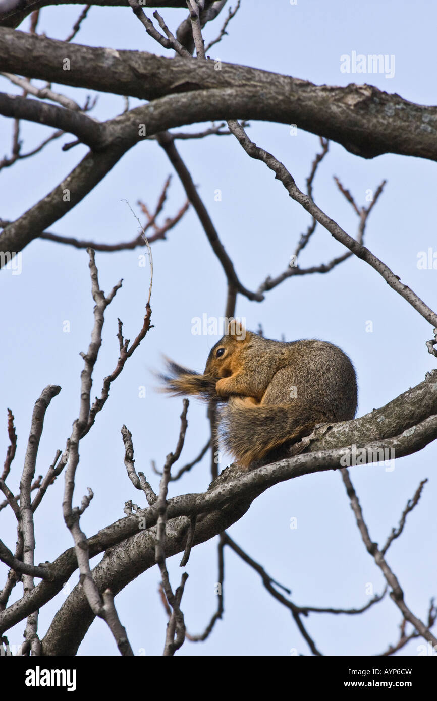 A squirrel playing with her tail on tree Stock Photo - Alamy