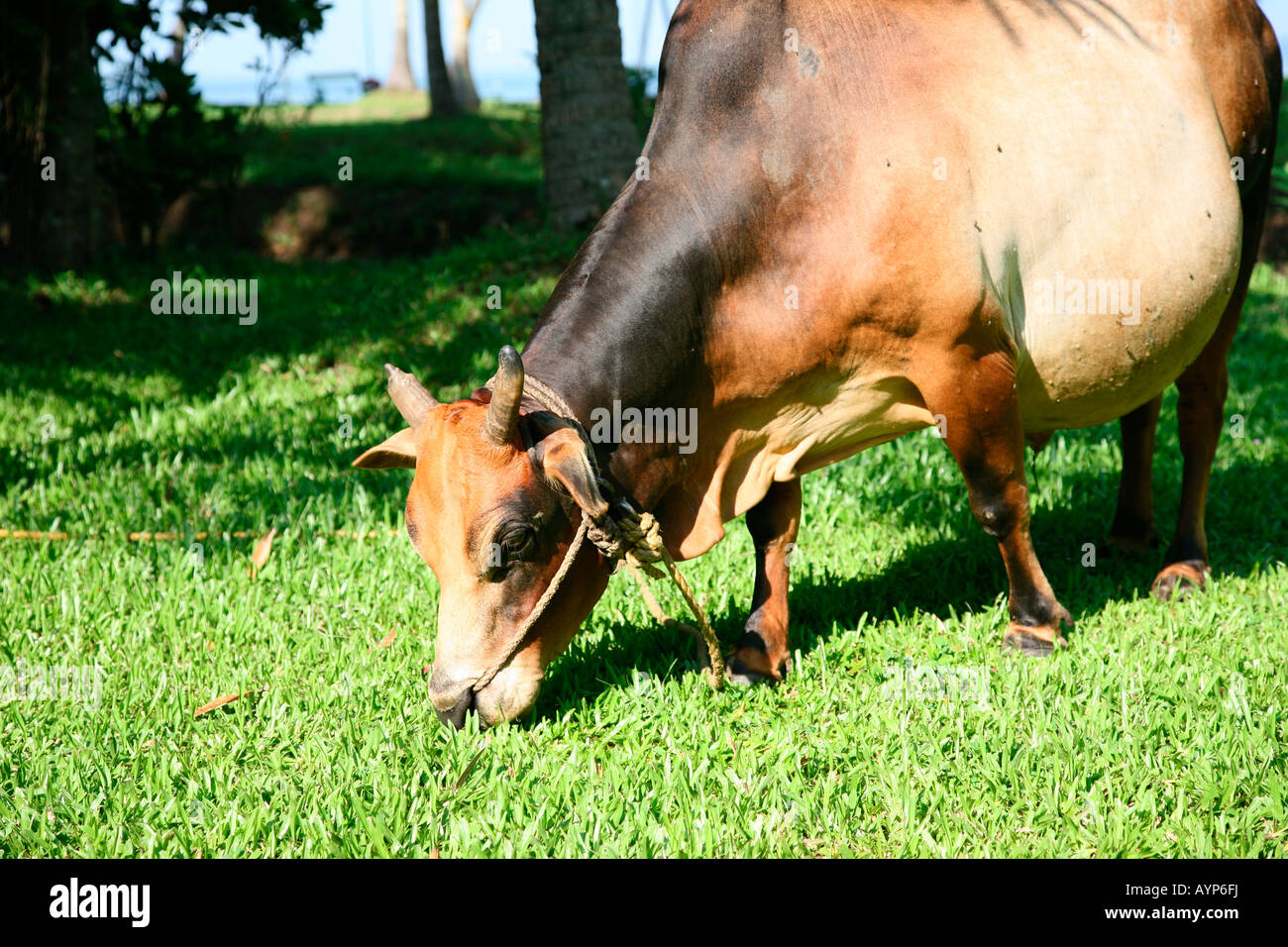 Vechur cow hi-res stock photography and images - Alamy