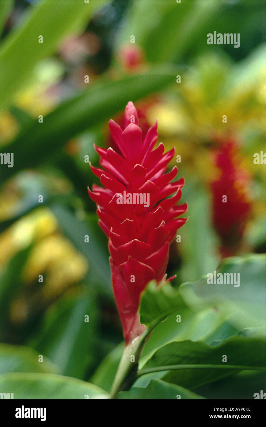 Detail of one of the exotic flower of the ginger plant native to ...
