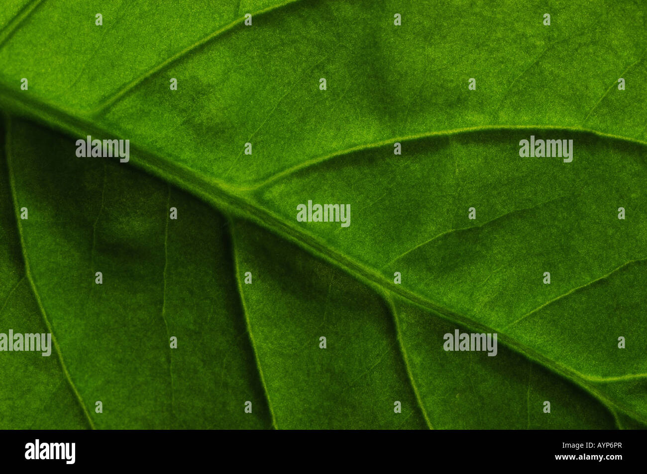 Leaf macro veins midrib lamella green shadow gerbera hi-res stock ...