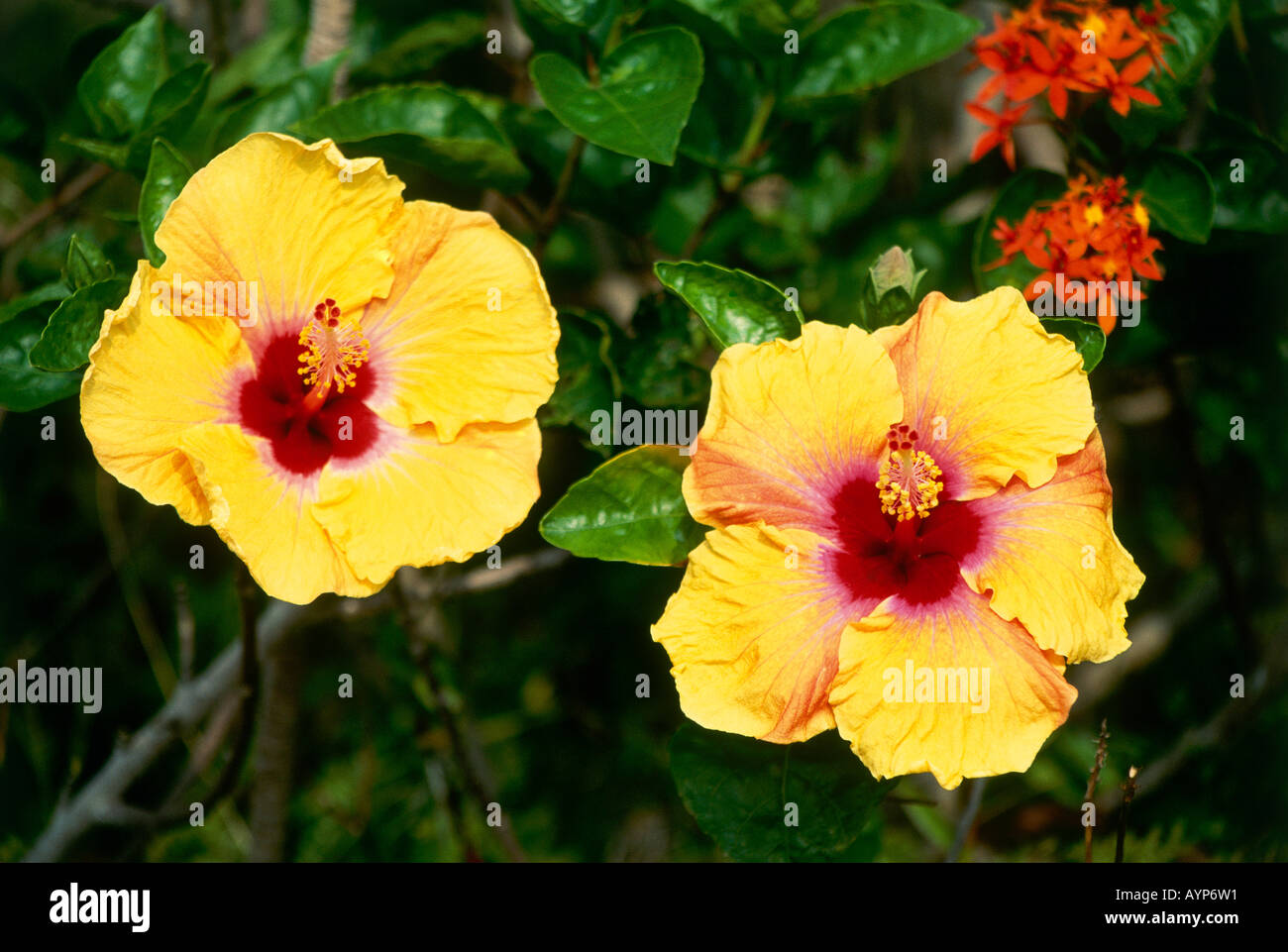 Detail of the blooms of a vivid yellow hibiscus native to the island of ...