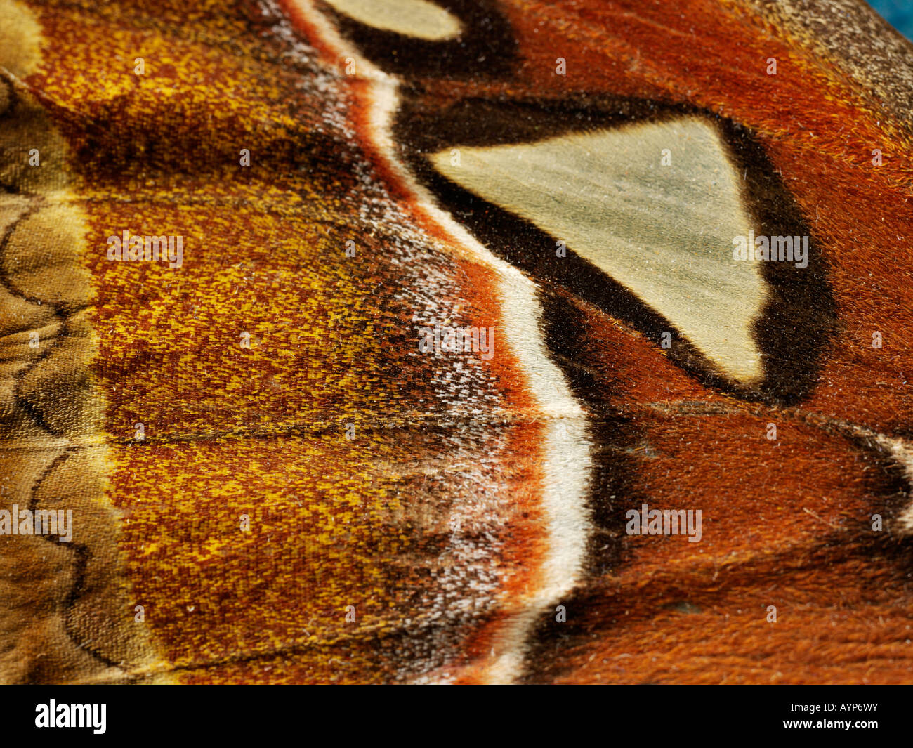 Moth patterns hi-res stock photography and images - Alamy