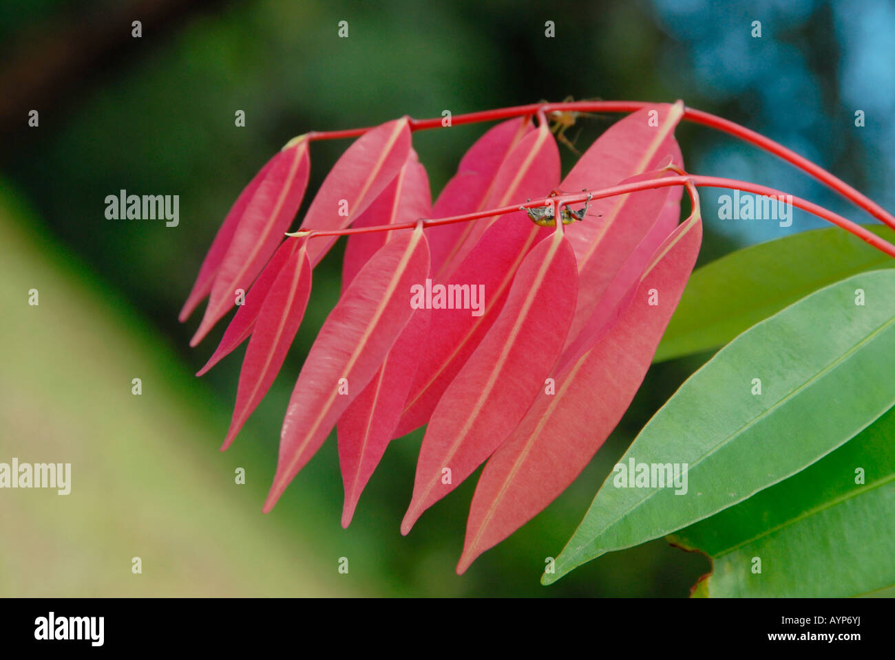 Tender leaves hi-res stock photography and images - Alamy