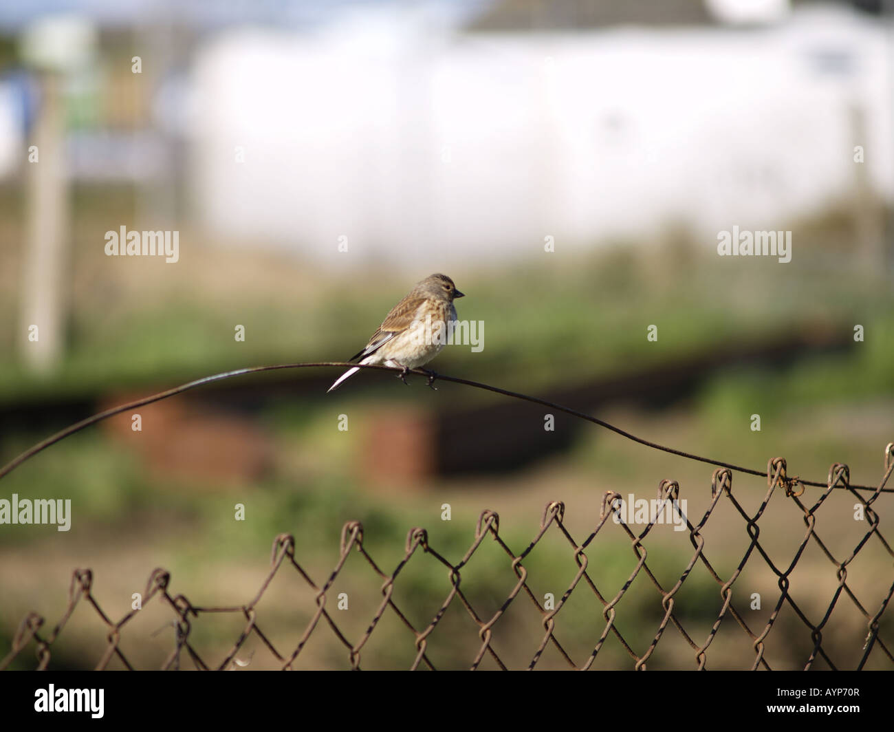 Female linnet bird hi-res stock photography and images - Alamy