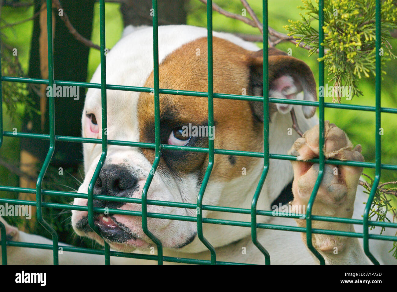 Bulldog looking through a green fence Stock Photo - Alamy