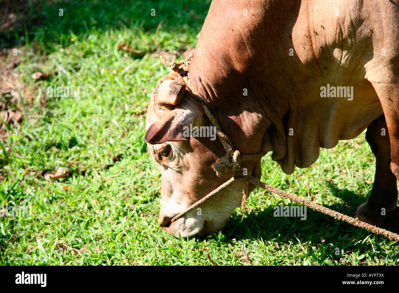 Vechoor bull, an endangered species of cow found in kerala,india Stock ...