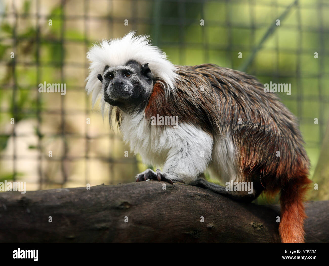 Cottontop Tamarin "Saguinus oedipus Stock Photo - Alamy